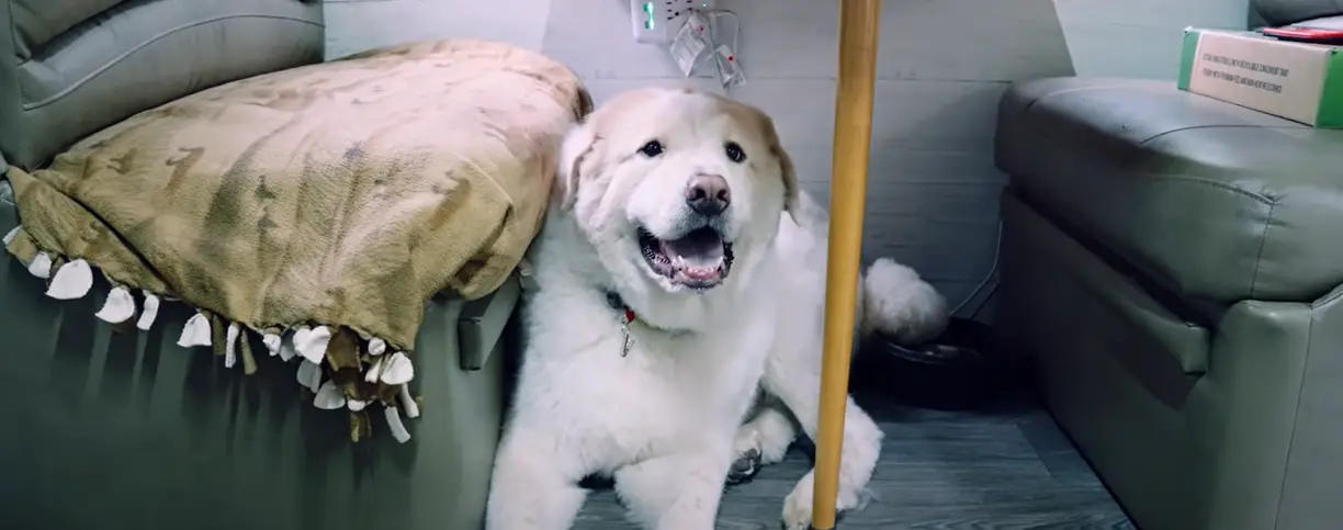 RV Dog Kennel Ideas - RVProfy